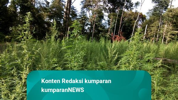Polisi Temukan 3 Hektare Ladang Ganja Di Aceh Besar